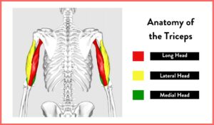 How To Get Bigger Triceps (Step-By-Step Guide) – Fitbod