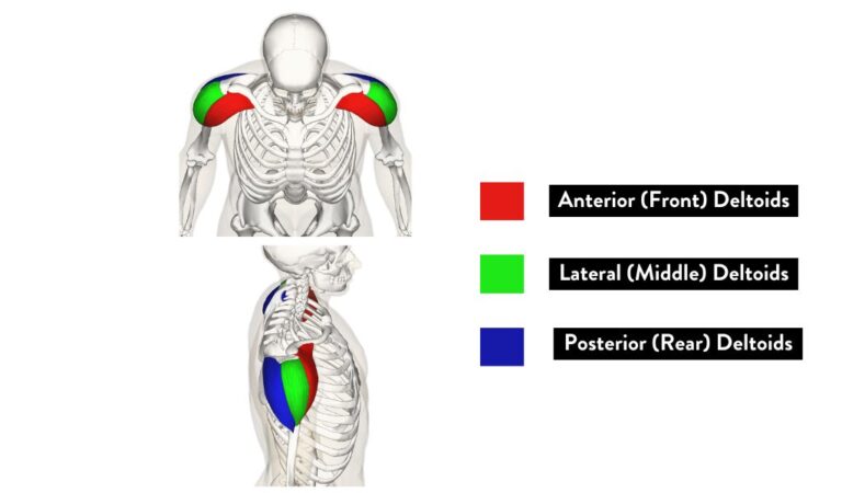 Is It Better To Do Shoulders On Push Or Pull Day? – Fitbod